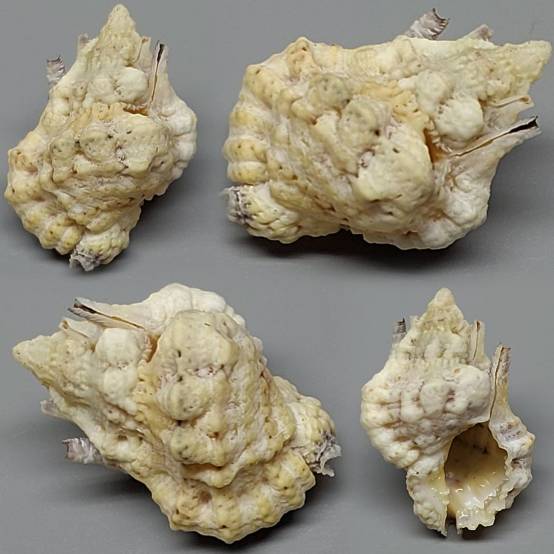 shellauction.net :: Bursa tuberosissima - 3965042