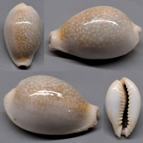 shellauction.net :: Naria miliaris - 3966087