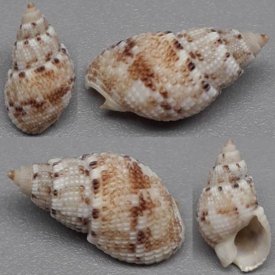 shellauction.net :: Nassarius sp. - 3966522