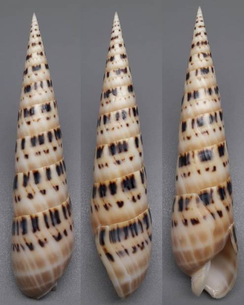 shellauction.net :: Terebra sp. - 3966529