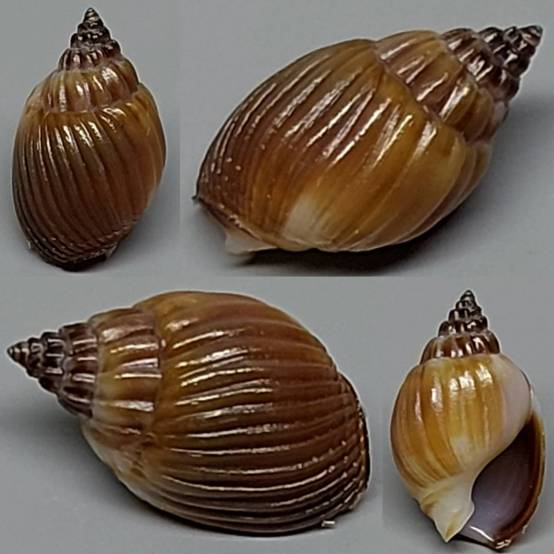 shellauction.net :: Nassarius sp. - 3966957