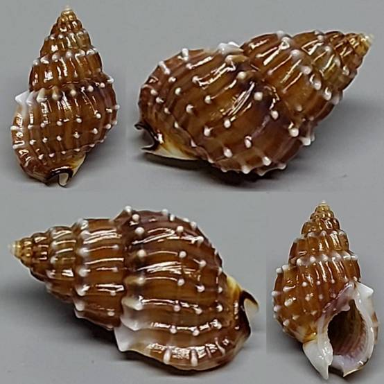 shellauction.net :: Nassarius sp. - 3966958