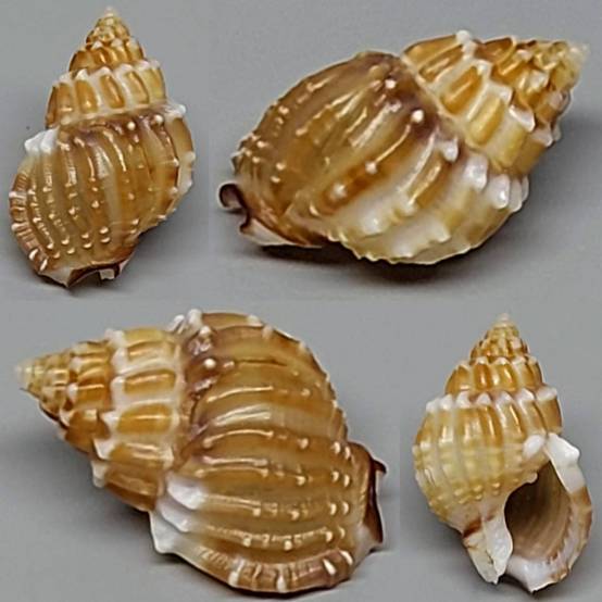 shellauction.net :: Nassarius sp. - 3966959