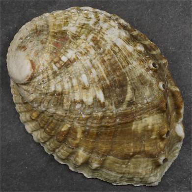 shellauction.net :: Haliotis mariae - 3967343