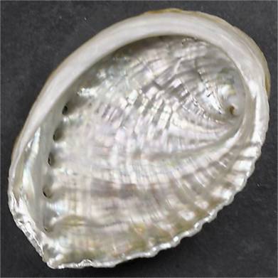 shellauction.net :: Haliotis mariae - 3967343