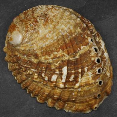 shellauction.net :: Haliotis mariae - 3967348