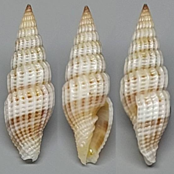 shellauction.net :: Vexillum longispira - 3967444