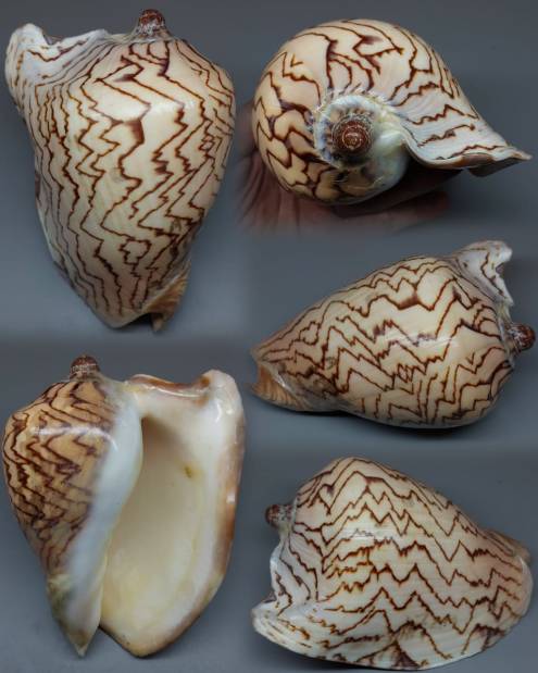 shellauction.net :: Cymbiola nobilis - 3967925