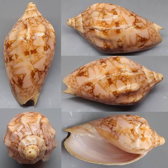 shellauction.net :: Cymbiola mariaemma - 3968175