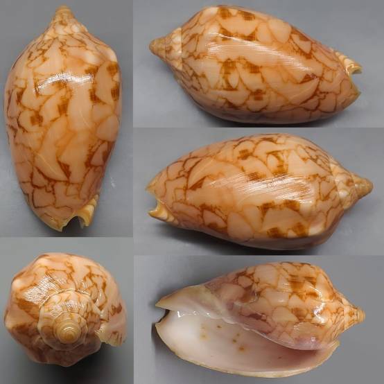 shellauction.net :: Cymbiola mariaemma - 3968176