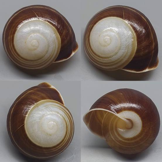 shellauction.net :: Crystallopsis leucophthalma - 3968509