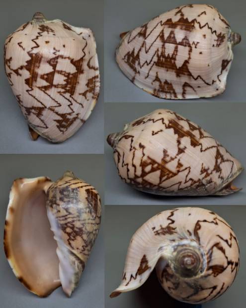 shellauction.net :: Cymbiola nobilis - 3968548