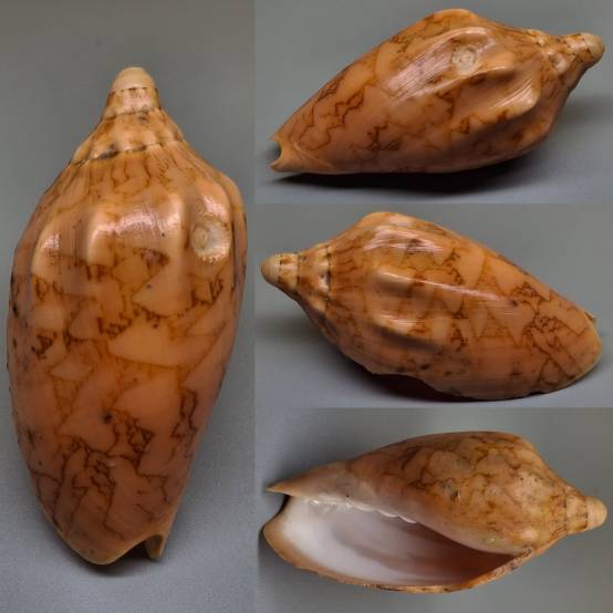 shellauction.net :: Cymbiola mariaemma - 3968611
