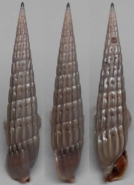 shellauction.net :: Terebra sp. - 3968870
