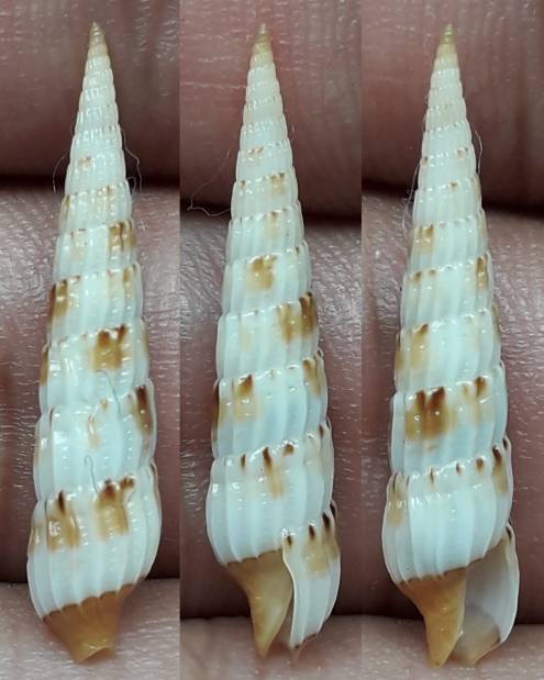 shellauction.net :: Terebra sp. - 3969680