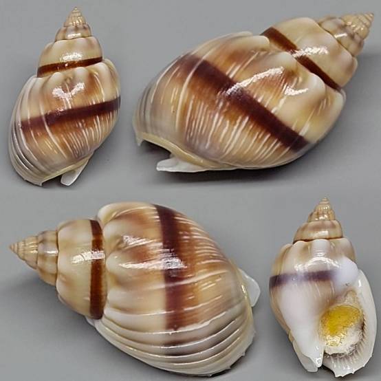 shellauction.net :: Nassarius sp. - 3970464