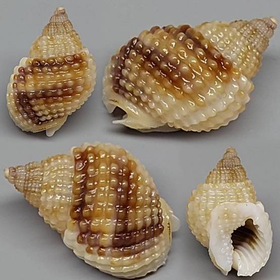 shellauction.net :: Nassarius sp. - 3970466