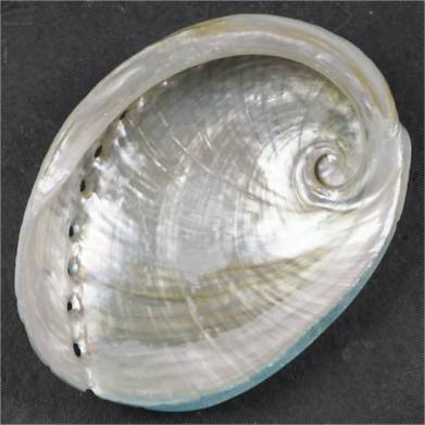 shellauction.net :: Haliotis discus hannai - 3970471