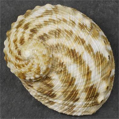 shellauction.net :: Haliotis cyclobates - 3970488