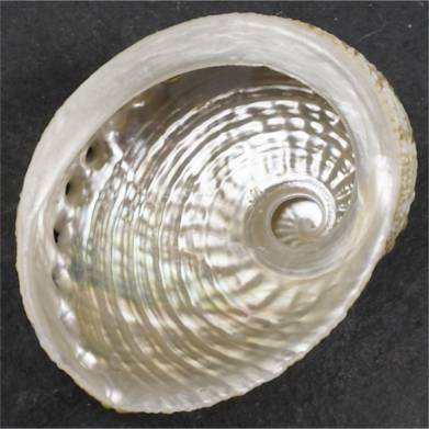 shellauction.net :: Haliotis cyclobates - 3970488