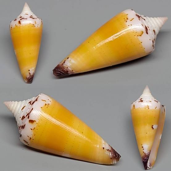 shellauction.net :: Conus generalis - 3970527