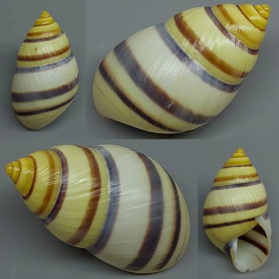 shellauction.net :: Amphidromus webbi simalurensis - 3971004