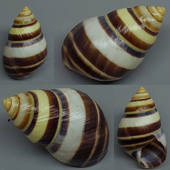 shellauction.net :: Amphidromus webbi simalurensis - 3971005