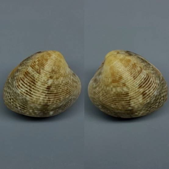 shellauction.net :: Protapes gallus - 3971029