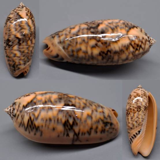 shellauction.net :: Oliva miniacea - 3971651