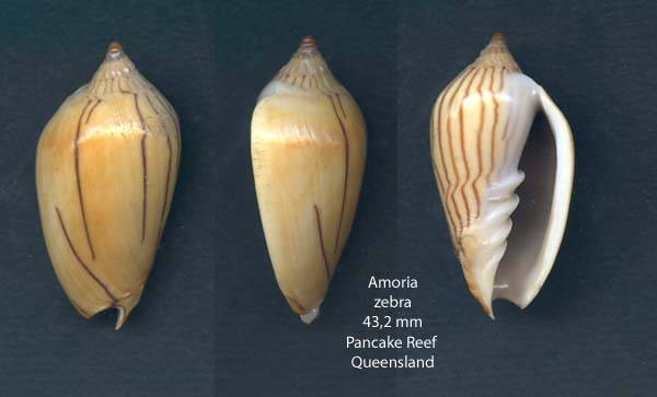 shellauction.net :: Amoria zebra - 3972232