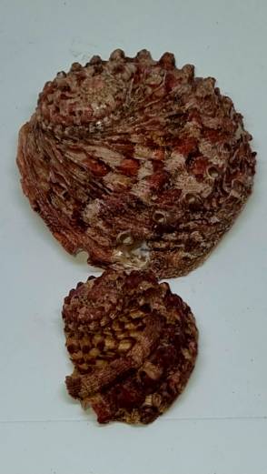 shellauction.net :: Haliotis scalaris - 3972252