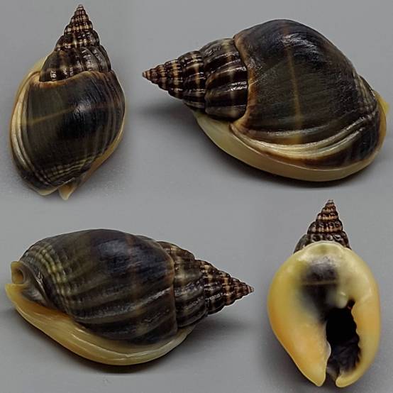 shellauction.net :: Nassarius sp. - 3972413