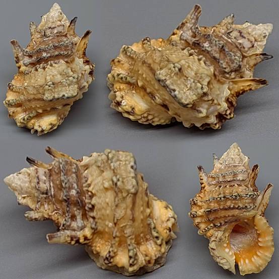 shellauction.net :: Bursa tuberosissima - 3972644