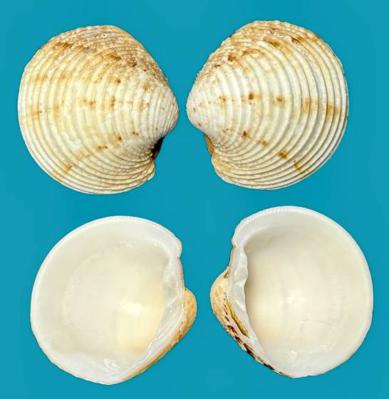 shellauction.net :: Globivenus toreuma - 3972882