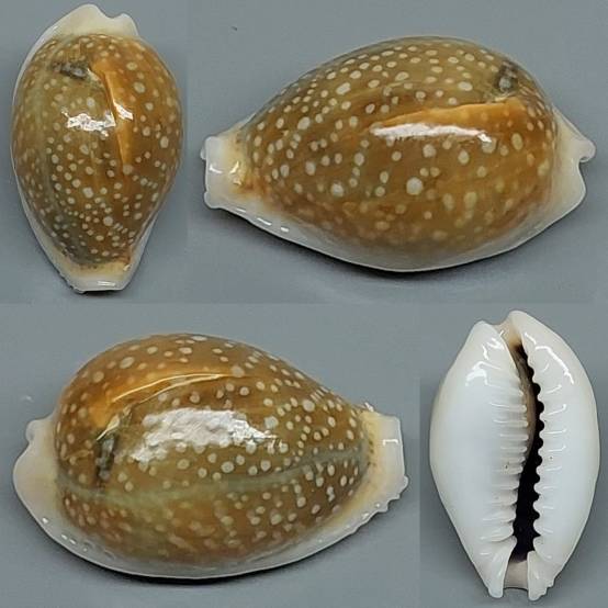 shellauction.net :: Naria miliaris - 3972946