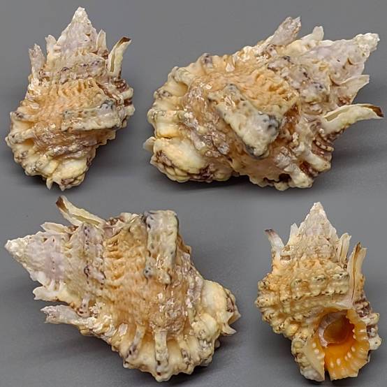 shellauction.net :: Bursa tuberosissima - 3973083