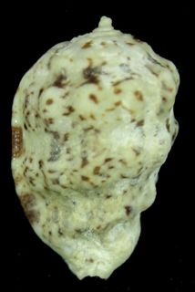 shellauction.net :: Morum oniscus - 3973084