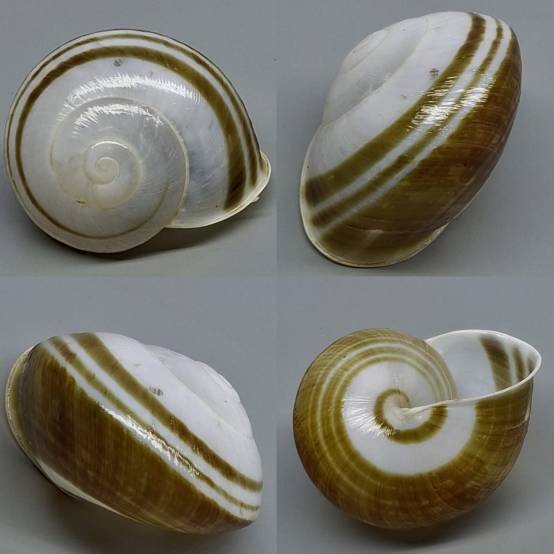 shellauction.net :: Crystallopsis leucophthalma - 3973433