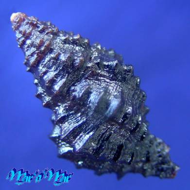 shellauction.net :: Muricopsis marcusi - 3974211