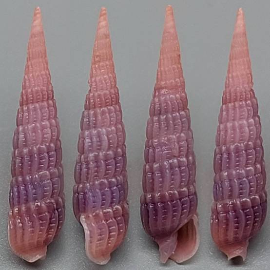 shellauction.net :: Terebra sp. - 3974255