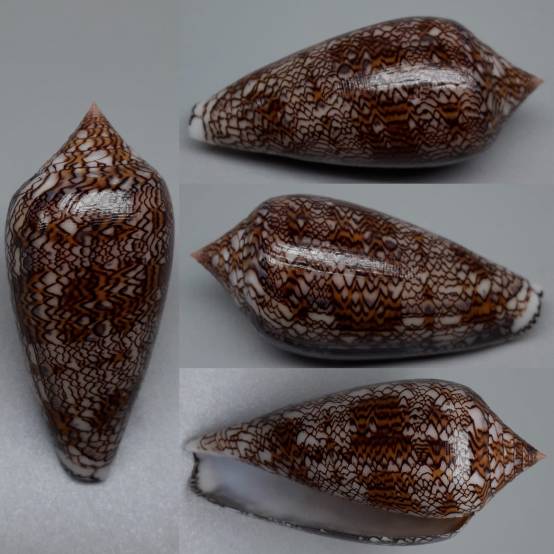 shellauction.net :: Conus textile - 3974340