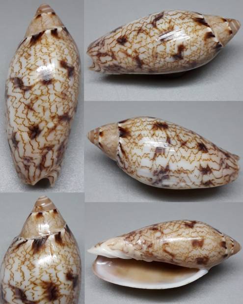 shellauction.net :: Amoria sp. - 3974539
