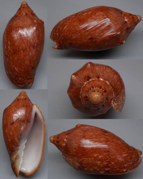 shellauction.net :: Cymbiola innexa marispuma - 3974552