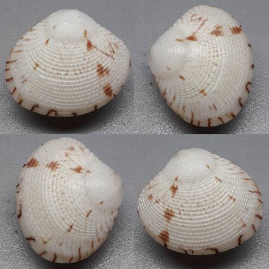 shellauction.net :: Placemen sp. - 3974729