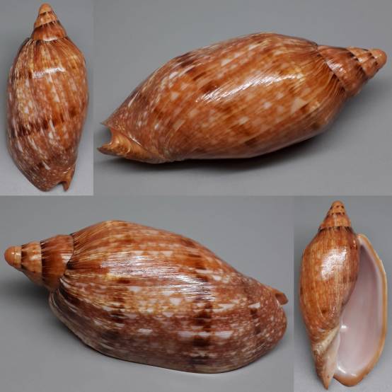 shellauction.net :: Cymbiola innexa marispuma - 3975046