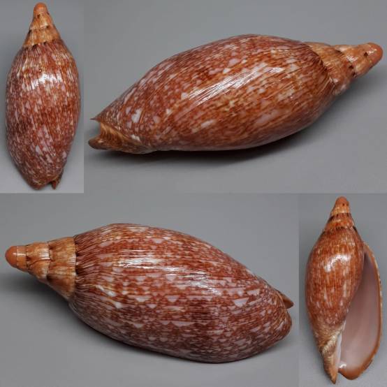 shellauction.net :: Cymbiola innexa marispuma - 3975048