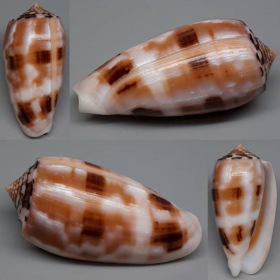 shellauction.net :: Conus floridus - 3975092