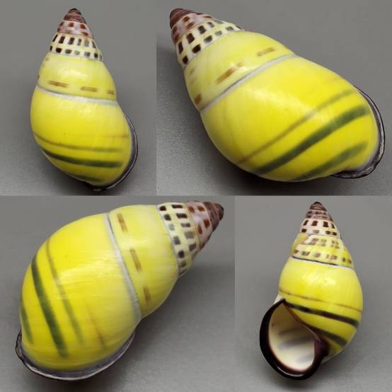 shellauction.net :: Amphidromus latestrigatus consobrinus - 3975137