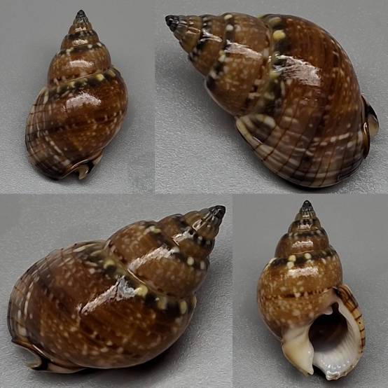 shellauction.net :: Nassarius sp. - 3975475