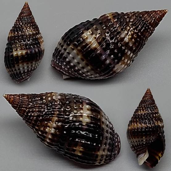 shellauction.net :: Nassarius sp. - 3975523